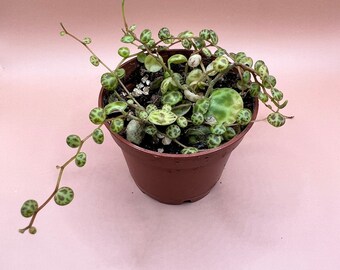String of Turtles Pot - Etsy
