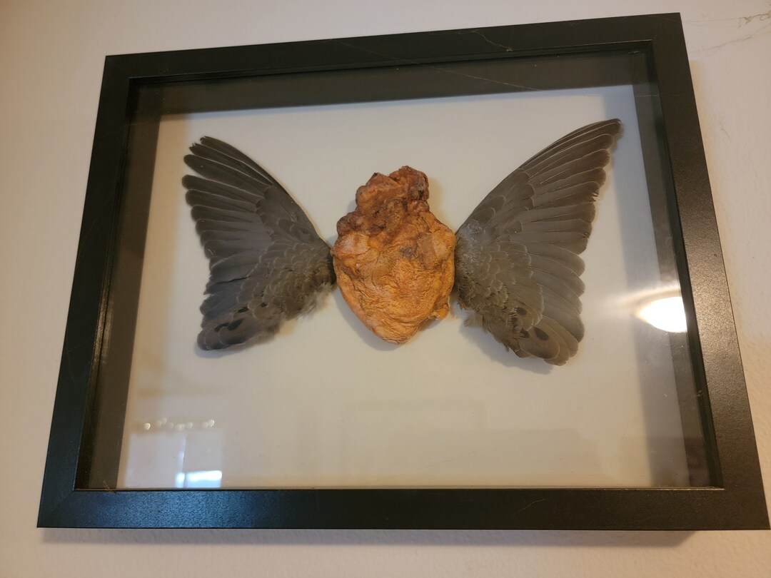 Soaring Heart Painted Mummified Goat Heart With Mourning Dove Wings in ...