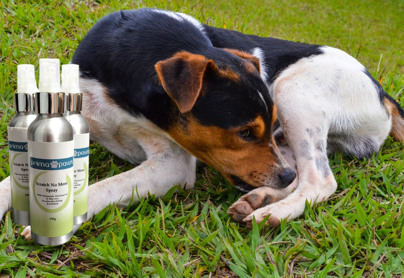 Scratch No More, Dog Anti-itch Spray, Natural, Handmade - Etsy