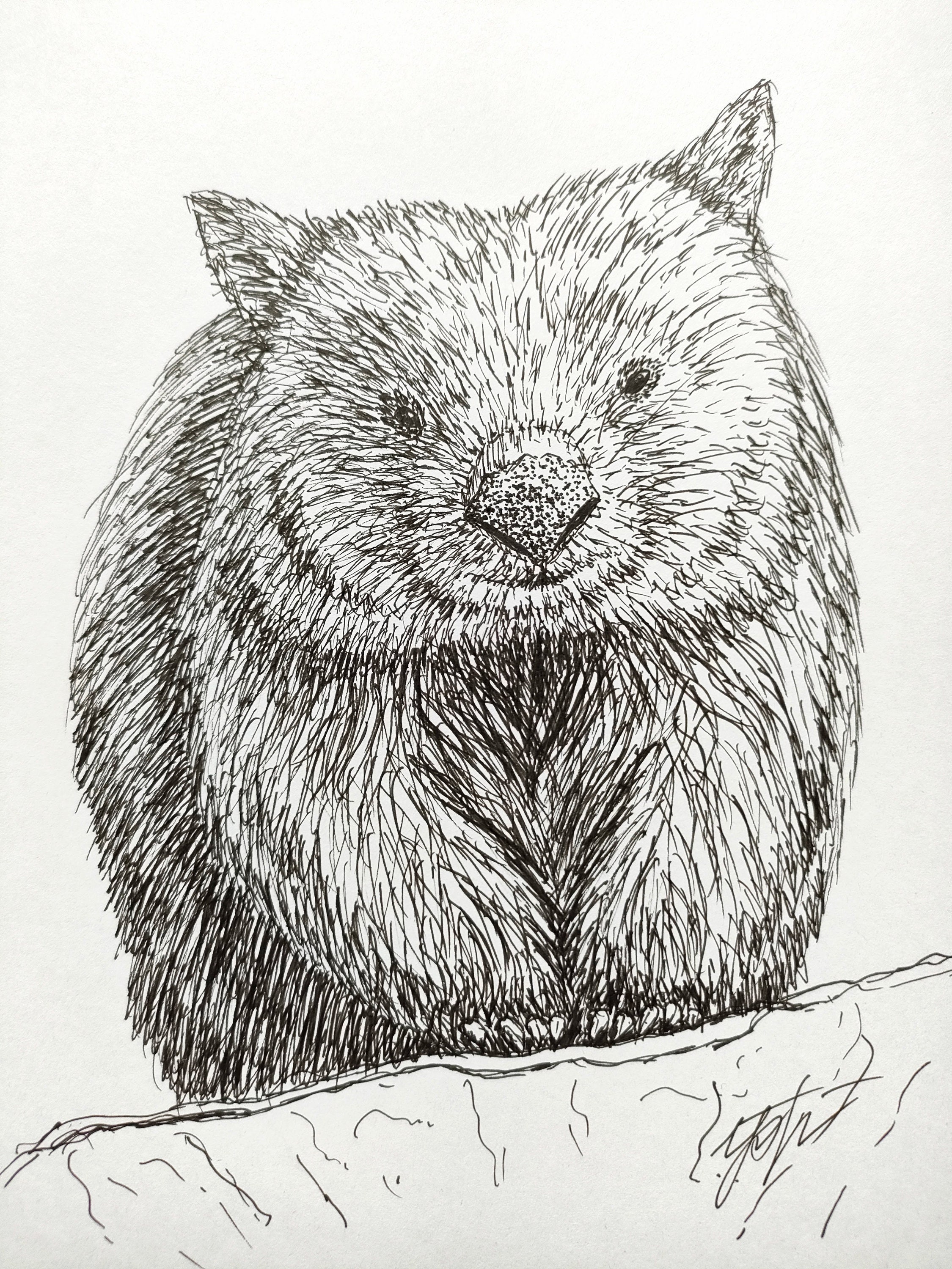Wombat, Original Pen and Ink Drawing, Size 21x14.8 Cm A5, Paper 200g ...