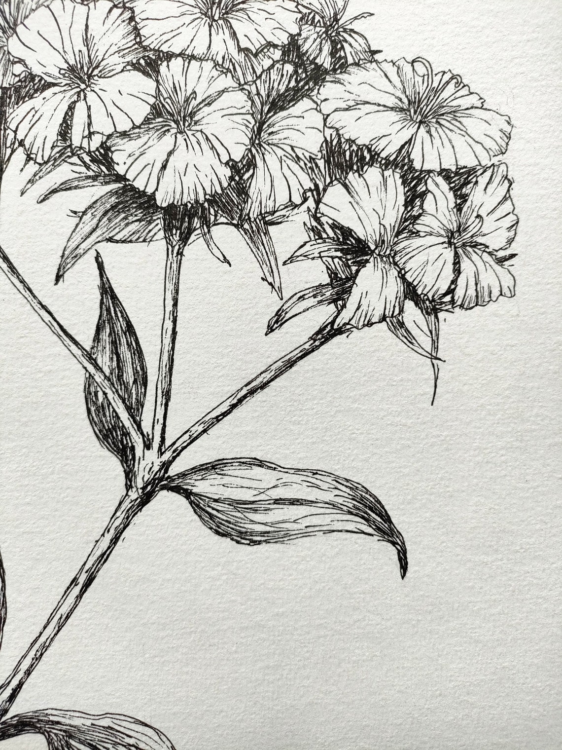 China Pink, Original Pen and Ink Drawing, Size 29.7x21 Cm (A4 ...