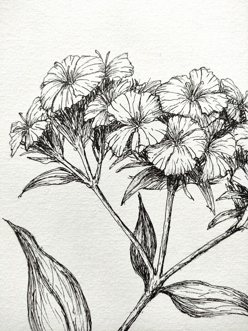China Pink, Original Pen and Ink Drawing, Size 29.7x21 Cm (A4 ...