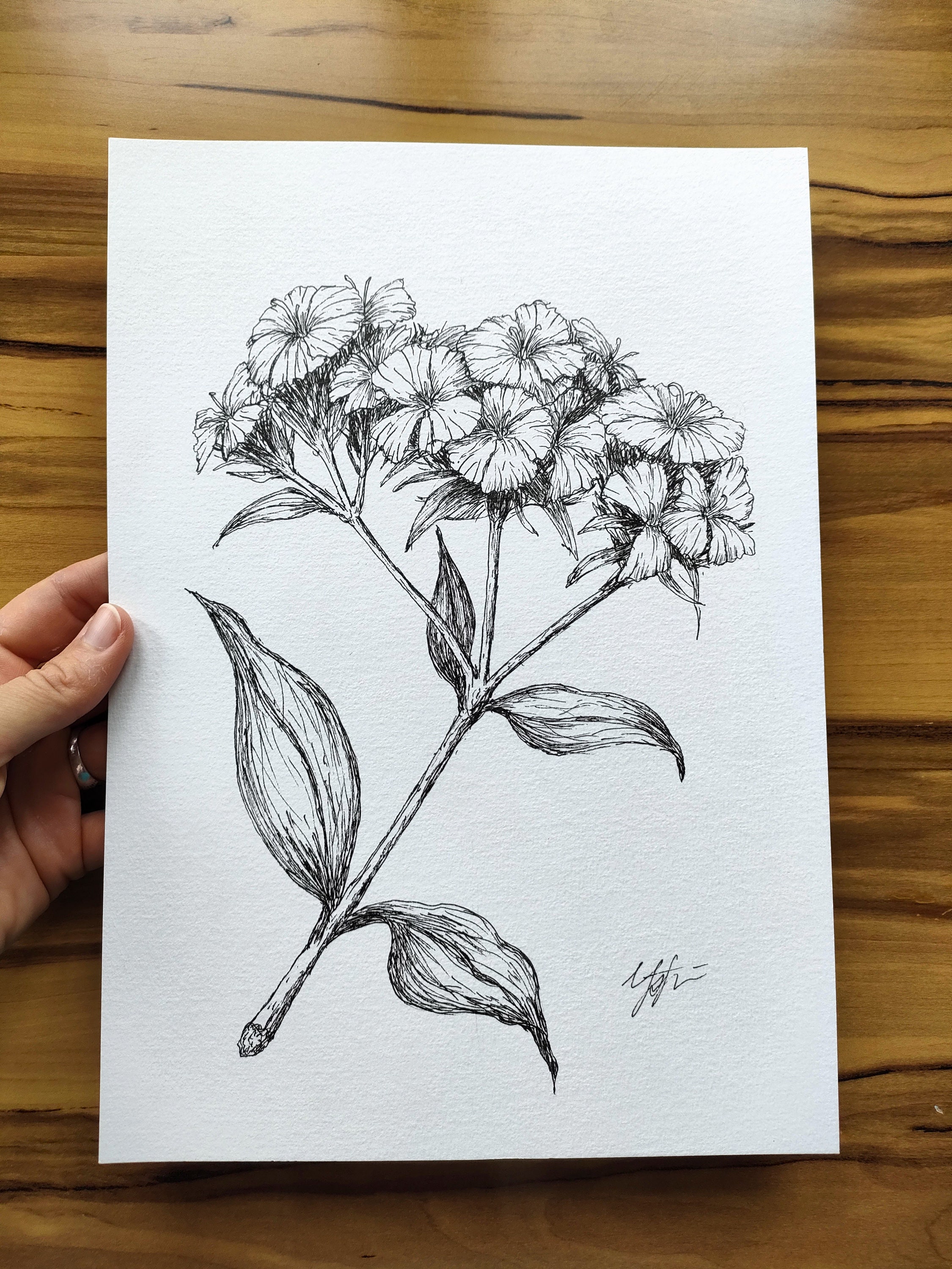 China Pink, Original Pen and Ink Drawing, Size 29.7x21 Cm (A4 ...
