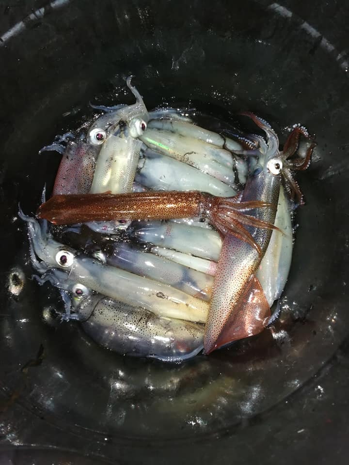 8pc Squid Jig - 1/3oz With 4 Color, Super Glow in Dark , West Coast and ...