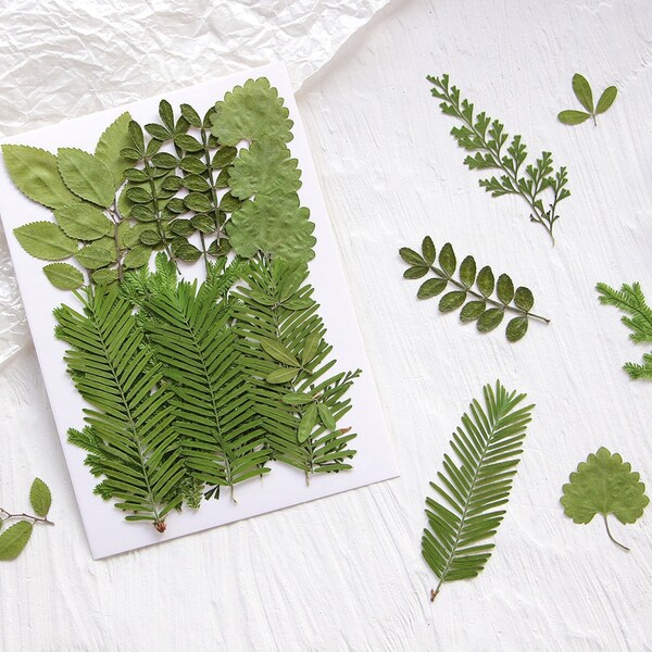 Pressed Leaves - Etsy