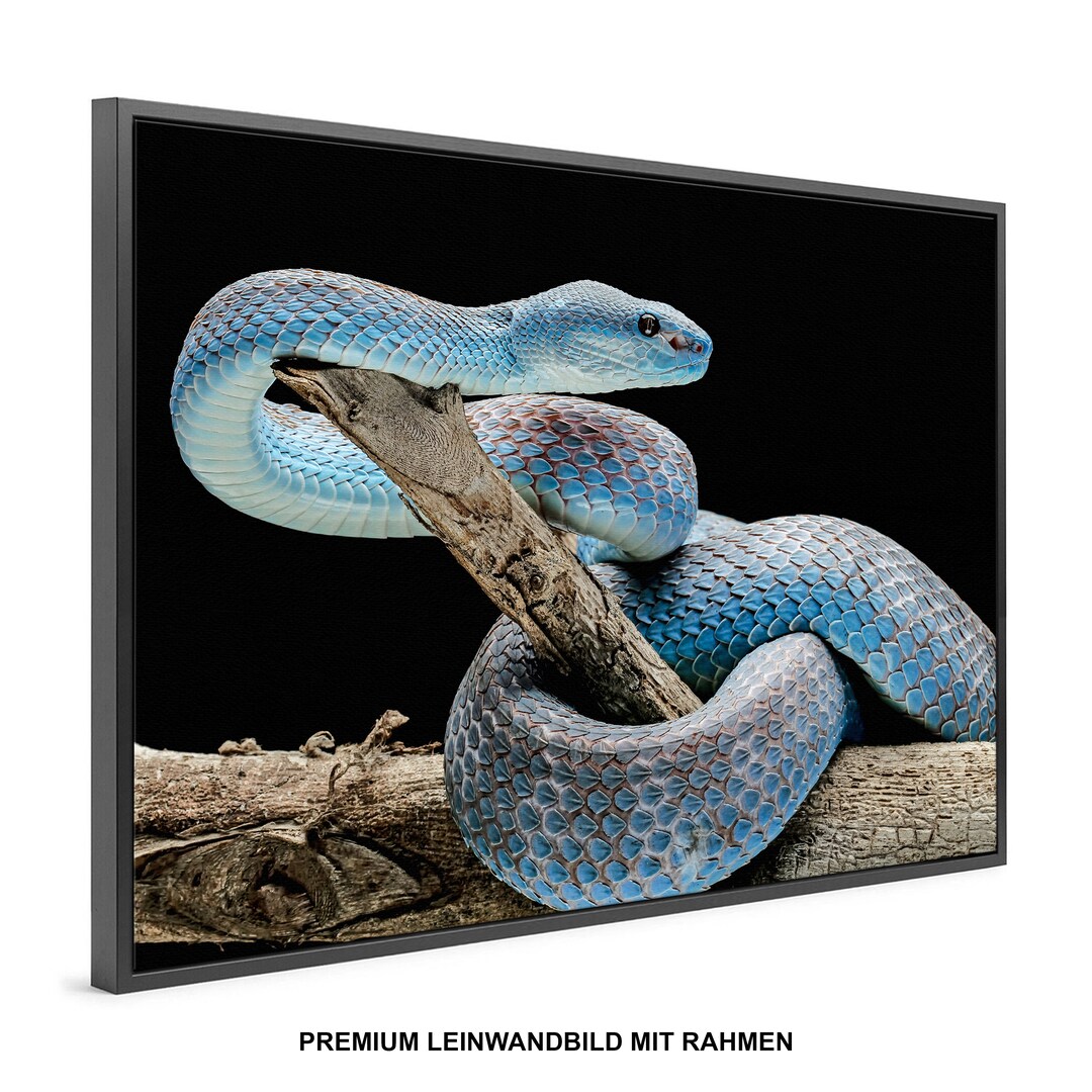 Blaue Schlange, Tier Wandbild Premium, Leinwand mit Rahmen XXL 120 x 80 ...