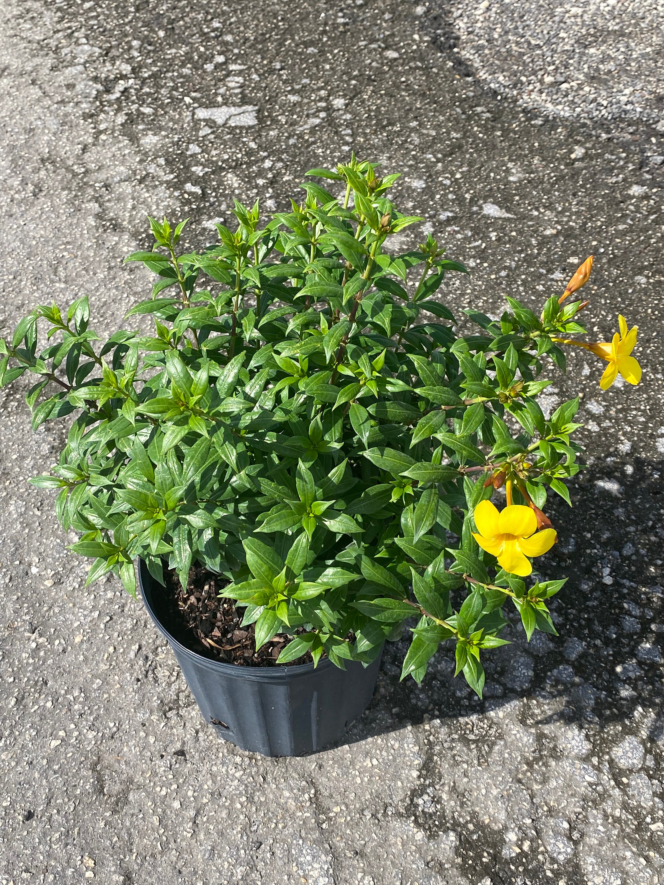 Dwarf Alamanda - Etsy