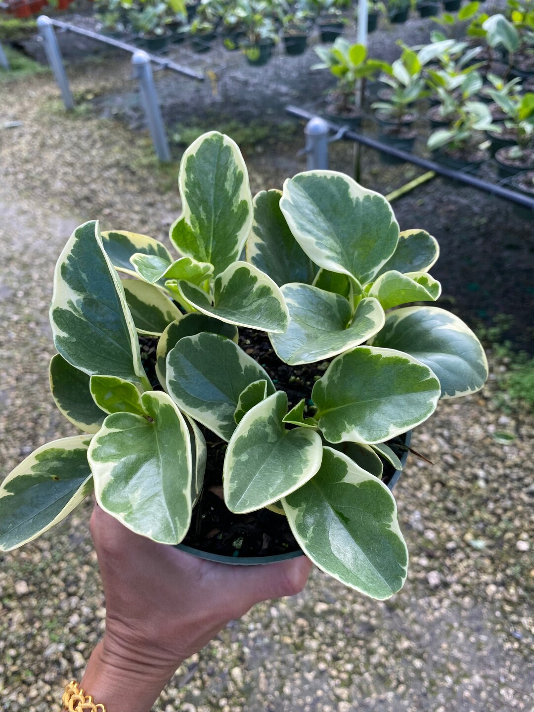 Peperomia Variegated - Etsy