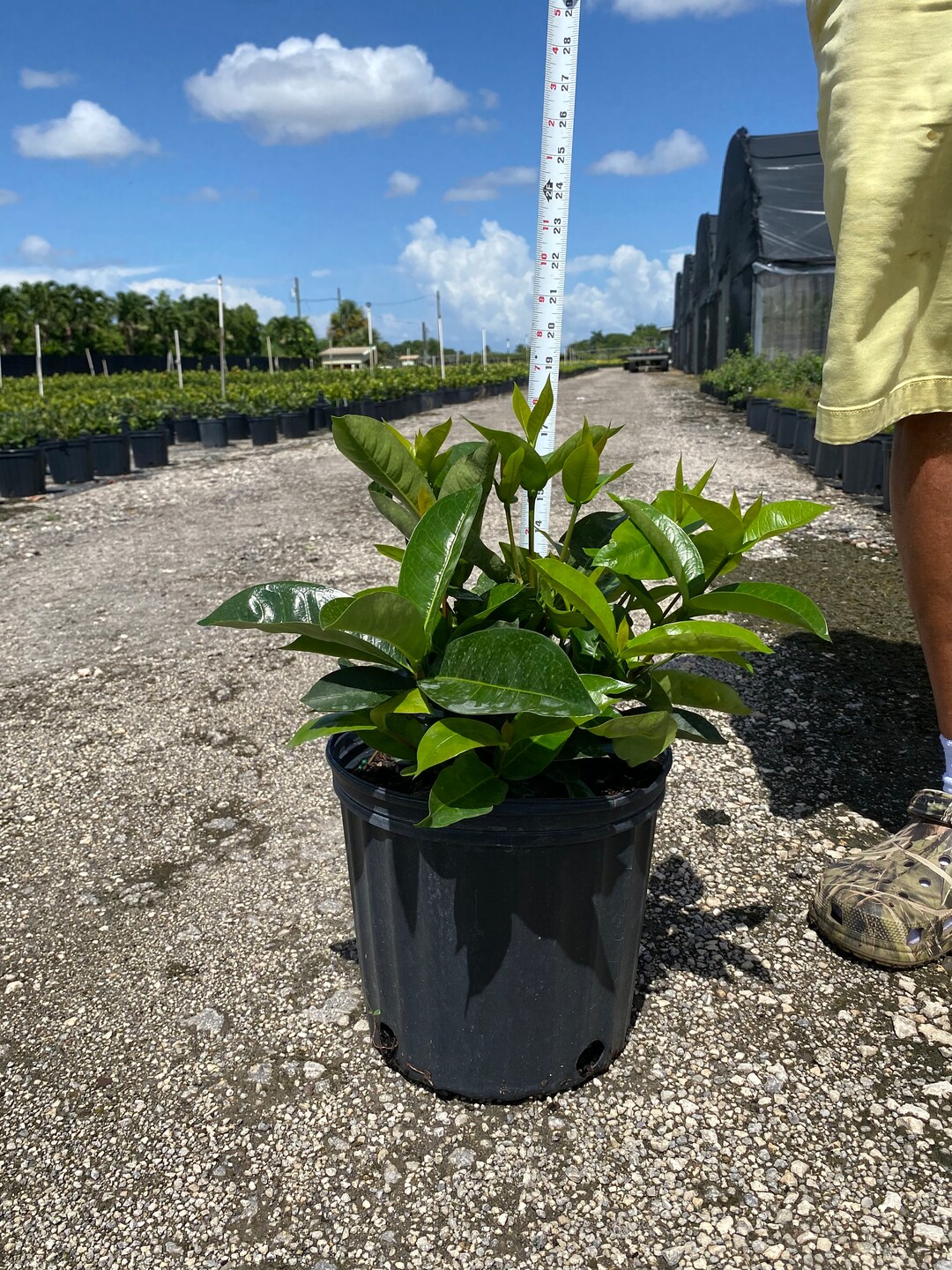 Ixora Nora Grant 10 Inches Pot - Etsy