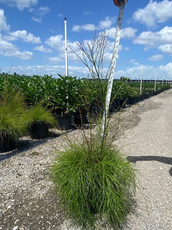 Red Firecracker Plans - Etsy