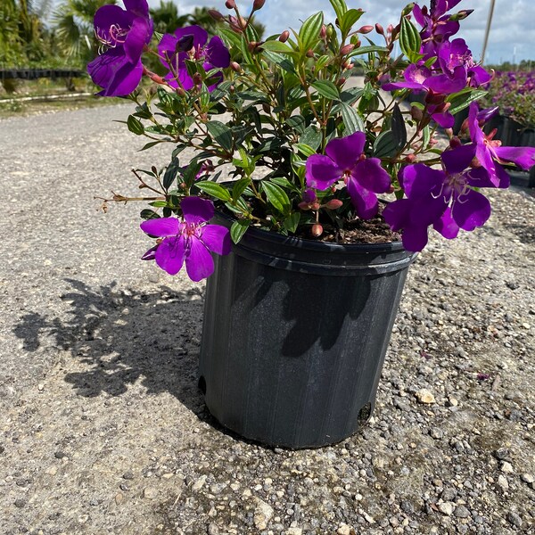 Tibouchina Dwarf Jules - Etsy