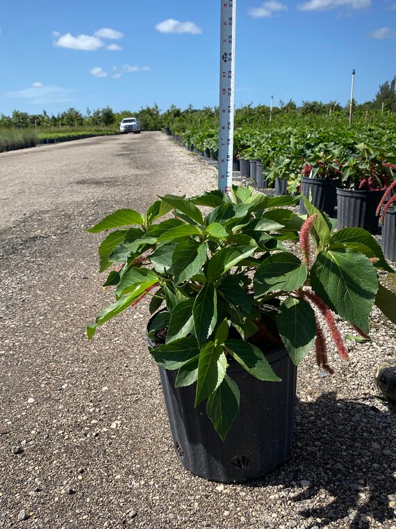 Red Chenille Plant 10 Inches Pot - Etsy