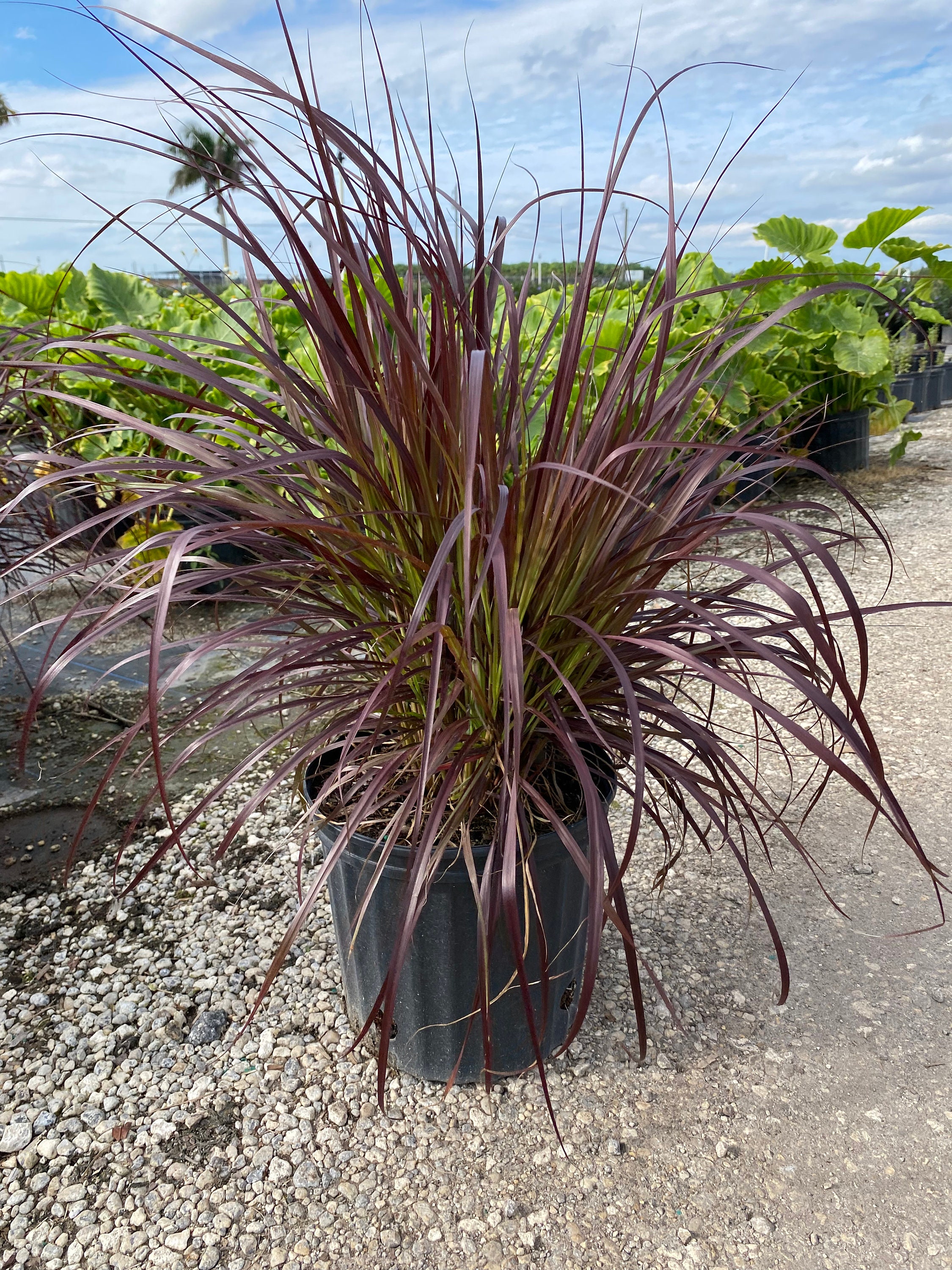 Red Fountain Grass