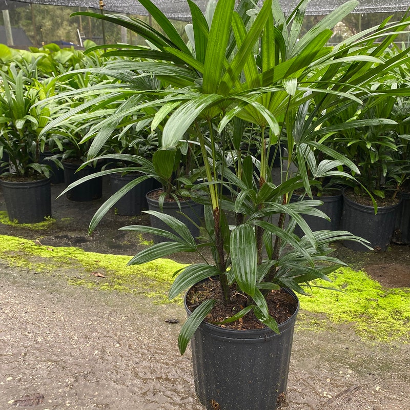 Lady Palm - Etsy
