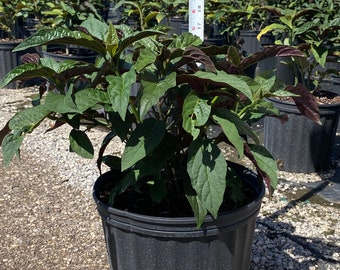 Clerodendrum Quadriloculare STARBURST Shooting Star Tropical Plant ...