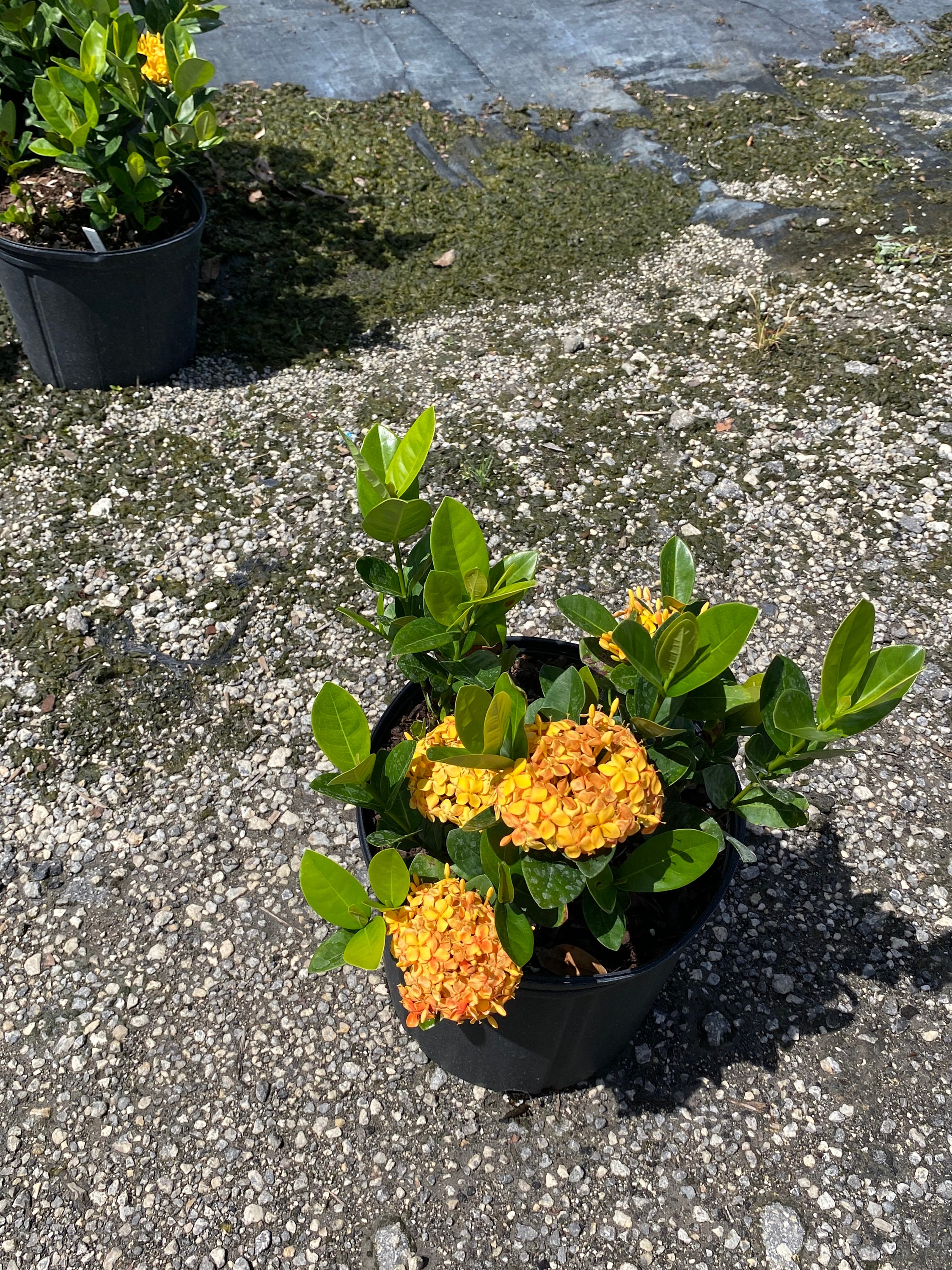 Yellow Maui Ixora 10 Inches Pot - Etsy