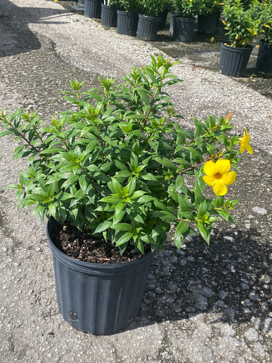 Dwarf Alamanda - Etsy
