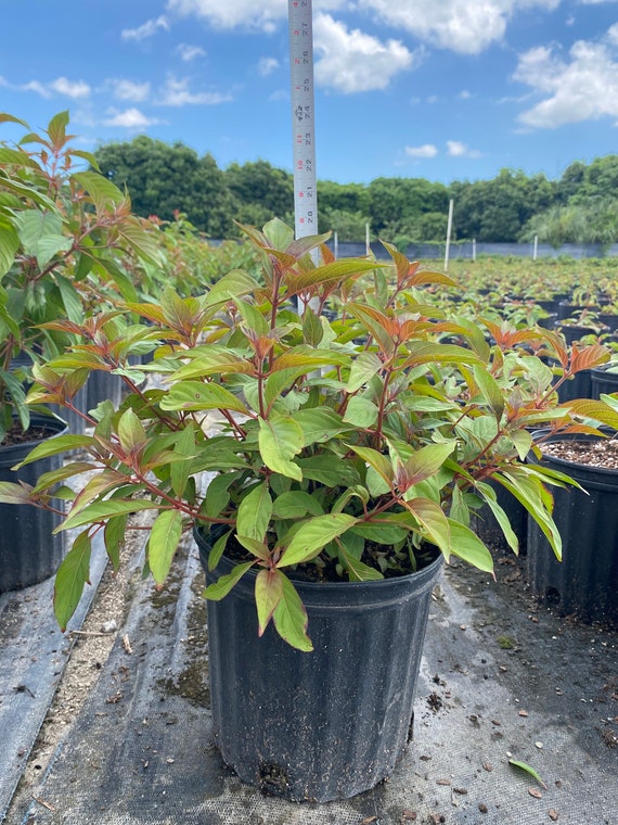 Regular Fire Bush 10 Inches Pot - Etsy