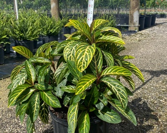 Zebra Plant sanchezia Speciosa - Etsy