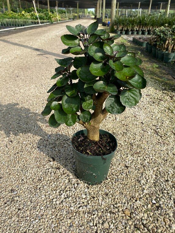 Fabian Aralia Stump 6 Inches - Etsy