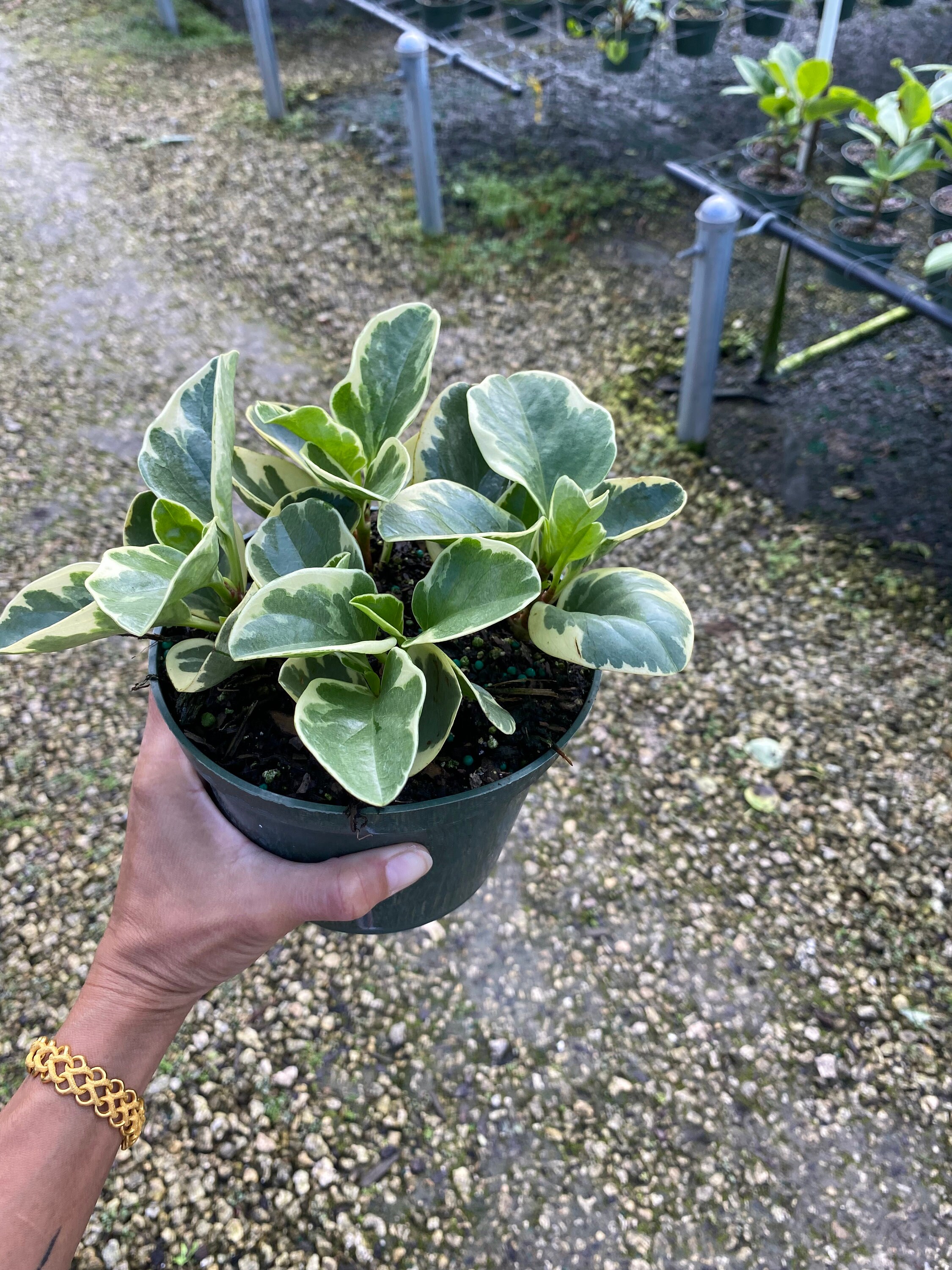 Peperomia Variegated | Etsy