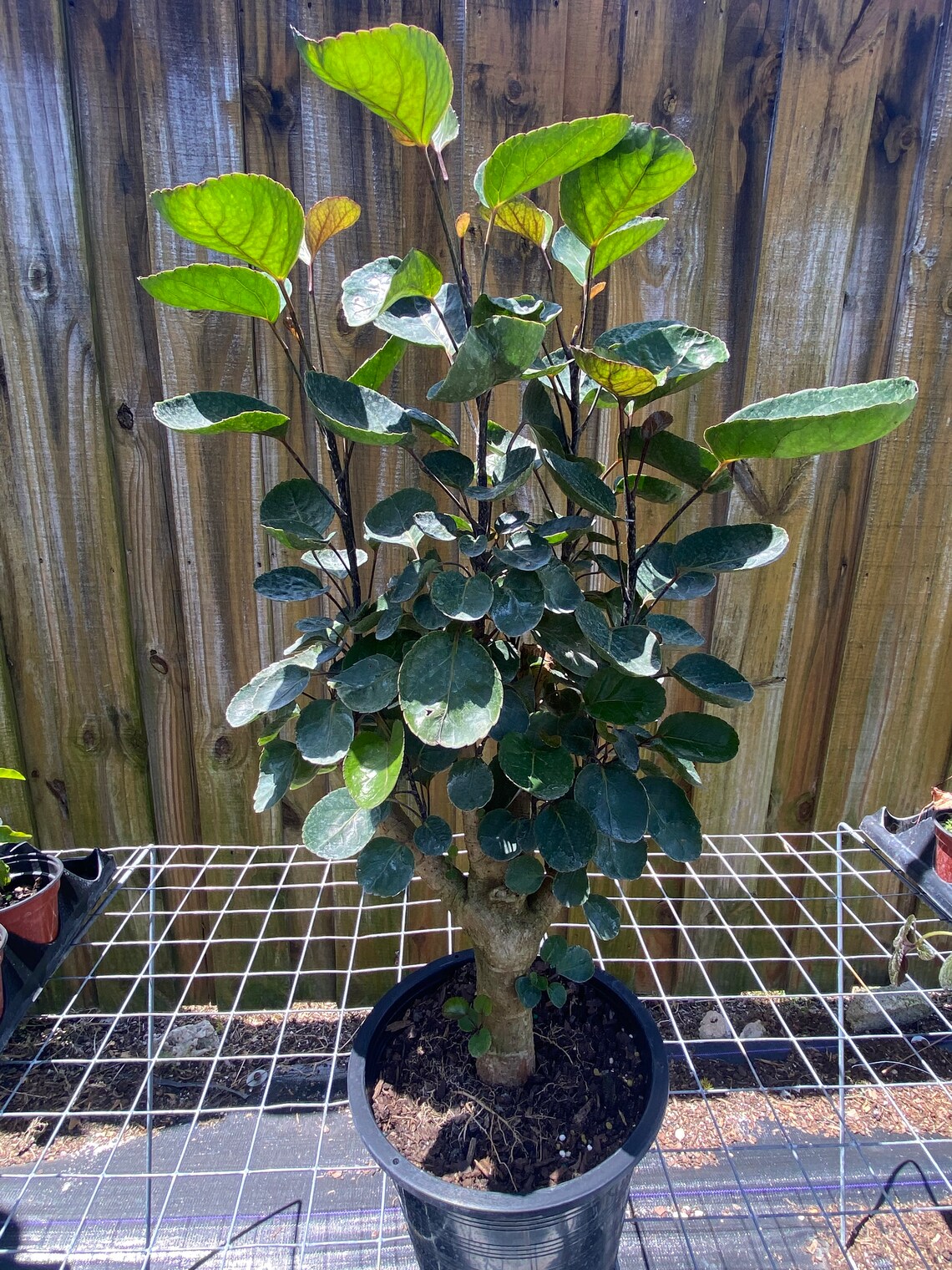 Fabian Aralia Stump XL 8 Inches Pot - Etsy