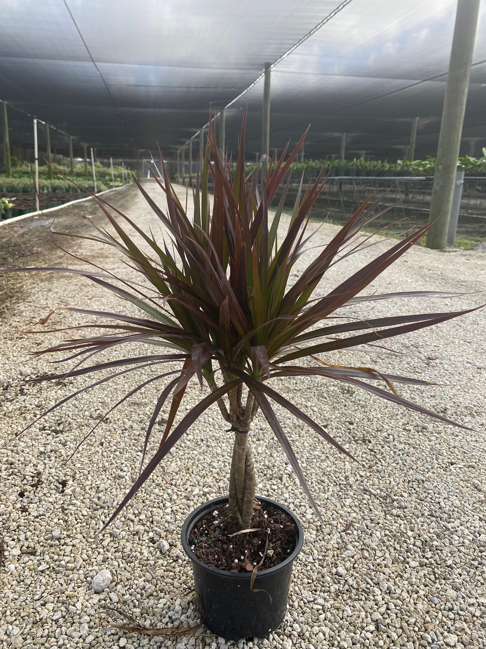 Dracaena Magenta Braid 6 Inches Pot - Etsy