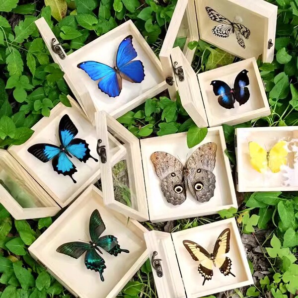Real Butterflies - Etsy