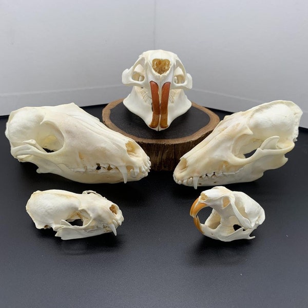 Real Animal Skull - Etsy