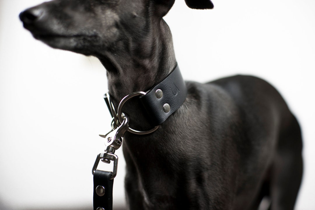 Sports Collar- Various Colors - Etsy