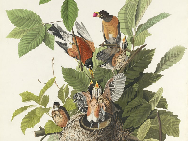Vintage Audubon Print Selection, Bird Poster Print, Birds of America ...