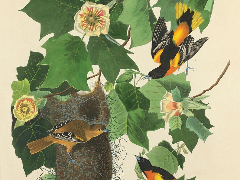 Vintage Audubon Print Selection, Bird Poster Print, Birds of America ...