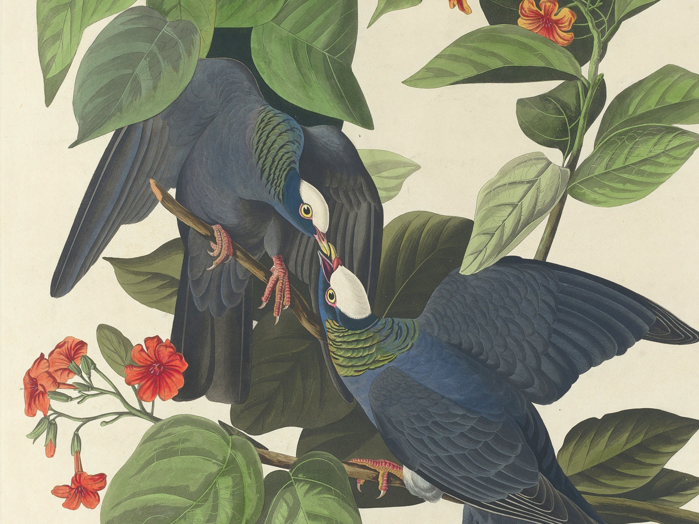 Vintage Audubon Print Selection, Bird Poster Print, Birds of America ...