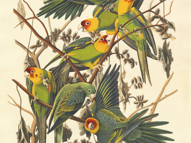 Vintage Audubon Print Selection, Bird Poster Print, Birds of America ...