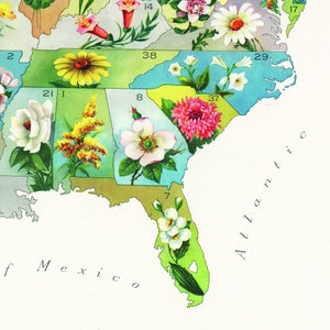 Antique U.S. State Flower Map Print Circa 1911, American State Flowers ...