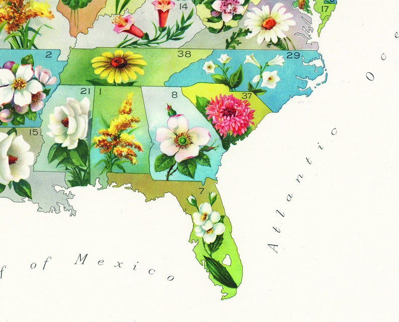 Antique U.S. State Flower Map Print Circa 1911, American State Flowers ...