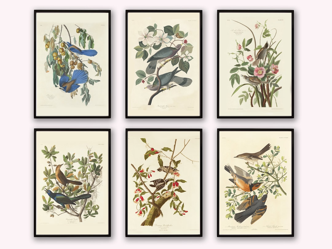 Vintage Audubon Print Selection, Bird Poster Print, Birds of America ...