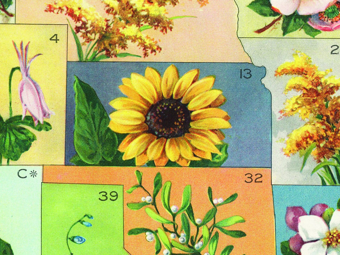 Antique U.S. State Flower Map Print Circa 1911, American State Flowers ...