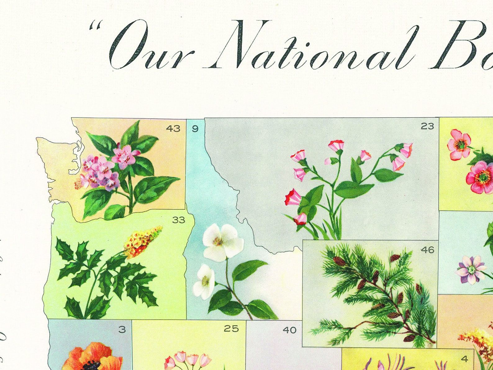 Antique U.S. State Flower Map Print Circa 1911, American State Flowers ...