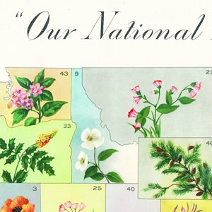 Antique U.S. State Flower Map Print Circa 1911, American State Flowers ...