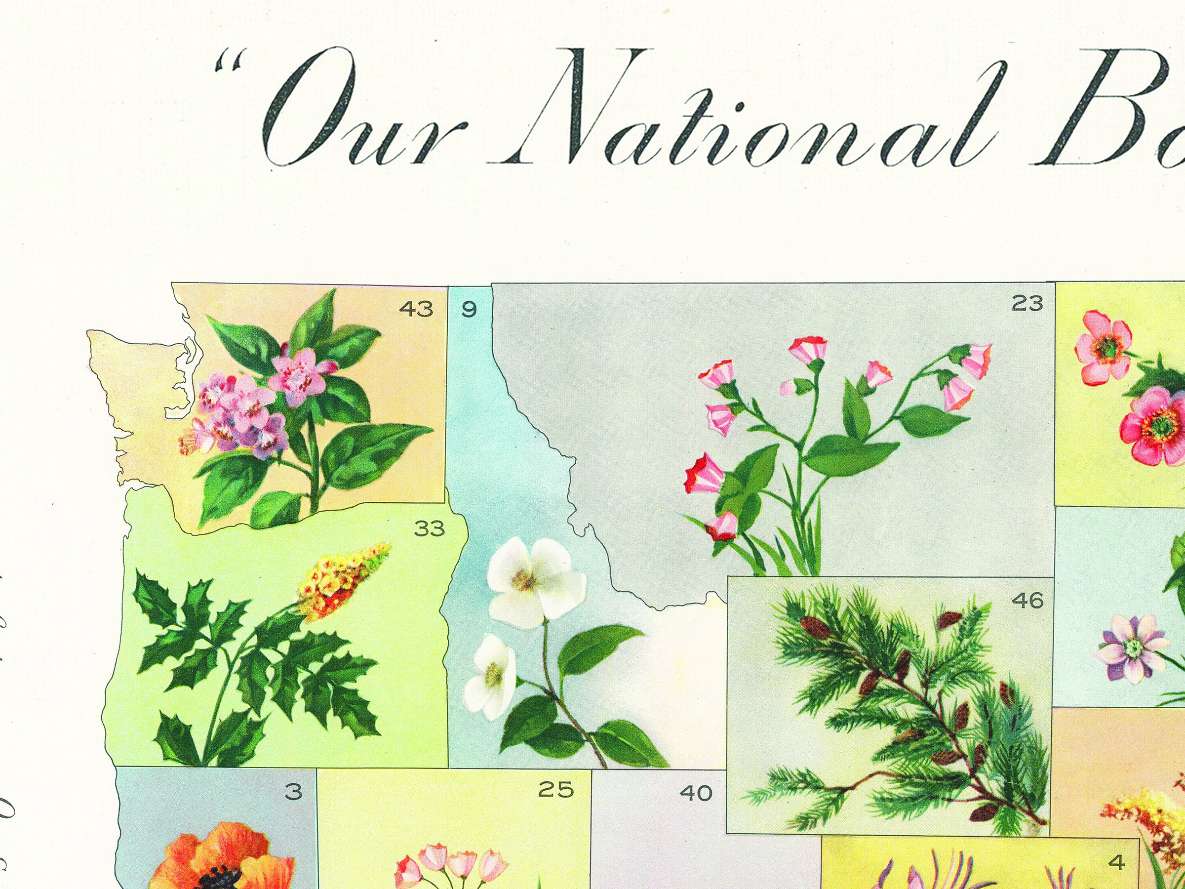 Antique U.S. State Flower Map Print Circa 1911, American State Flowers ...