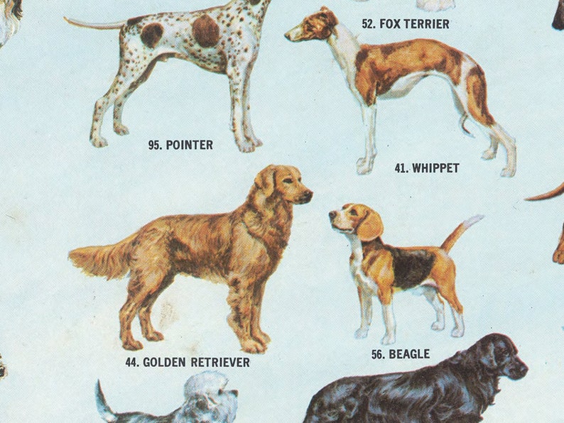 Vintage Dogs and Cats Poster Circa 1973, Illustrated Guide to Dog and ...
