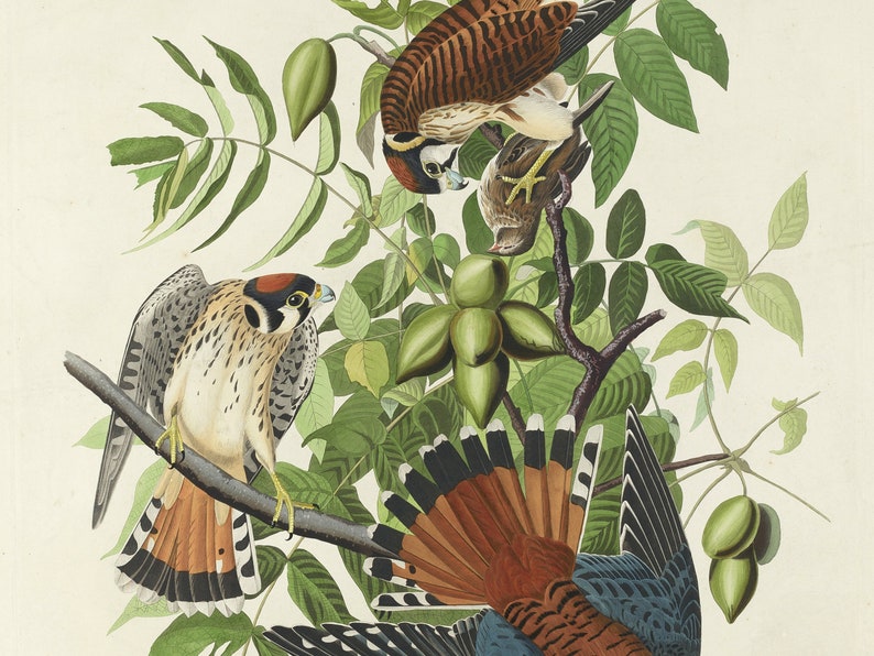 Vintage Audubon Print Selection, Bird Poster Print, Birds of America ...