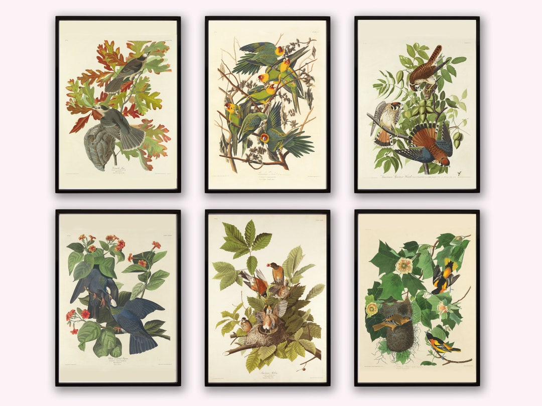 Vintage Audubon Print Selection, Bird Poster Print, Birds of America ...