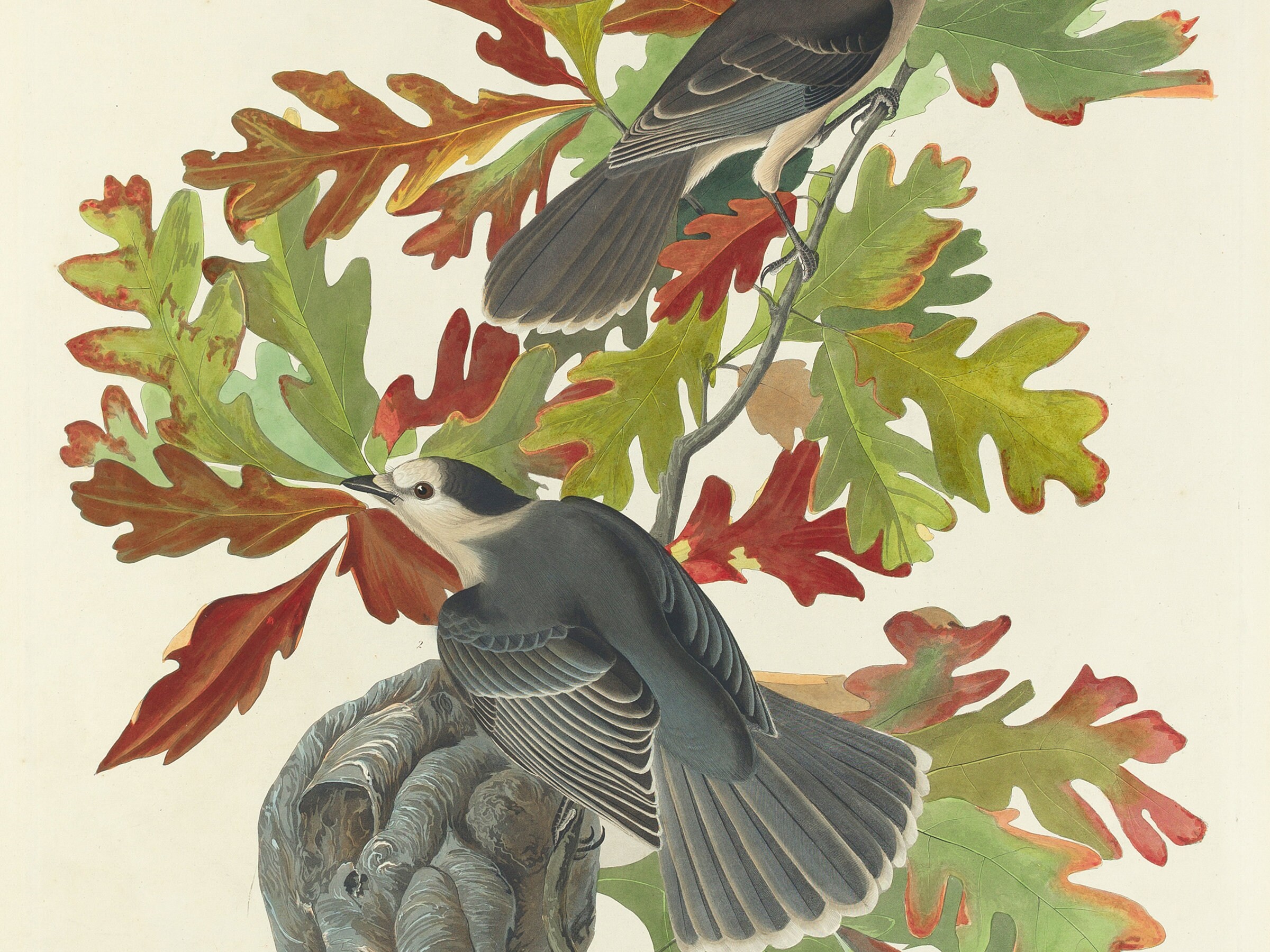 Vintage Audubon Print Selection, Bird Poster Print, Birds of America ...