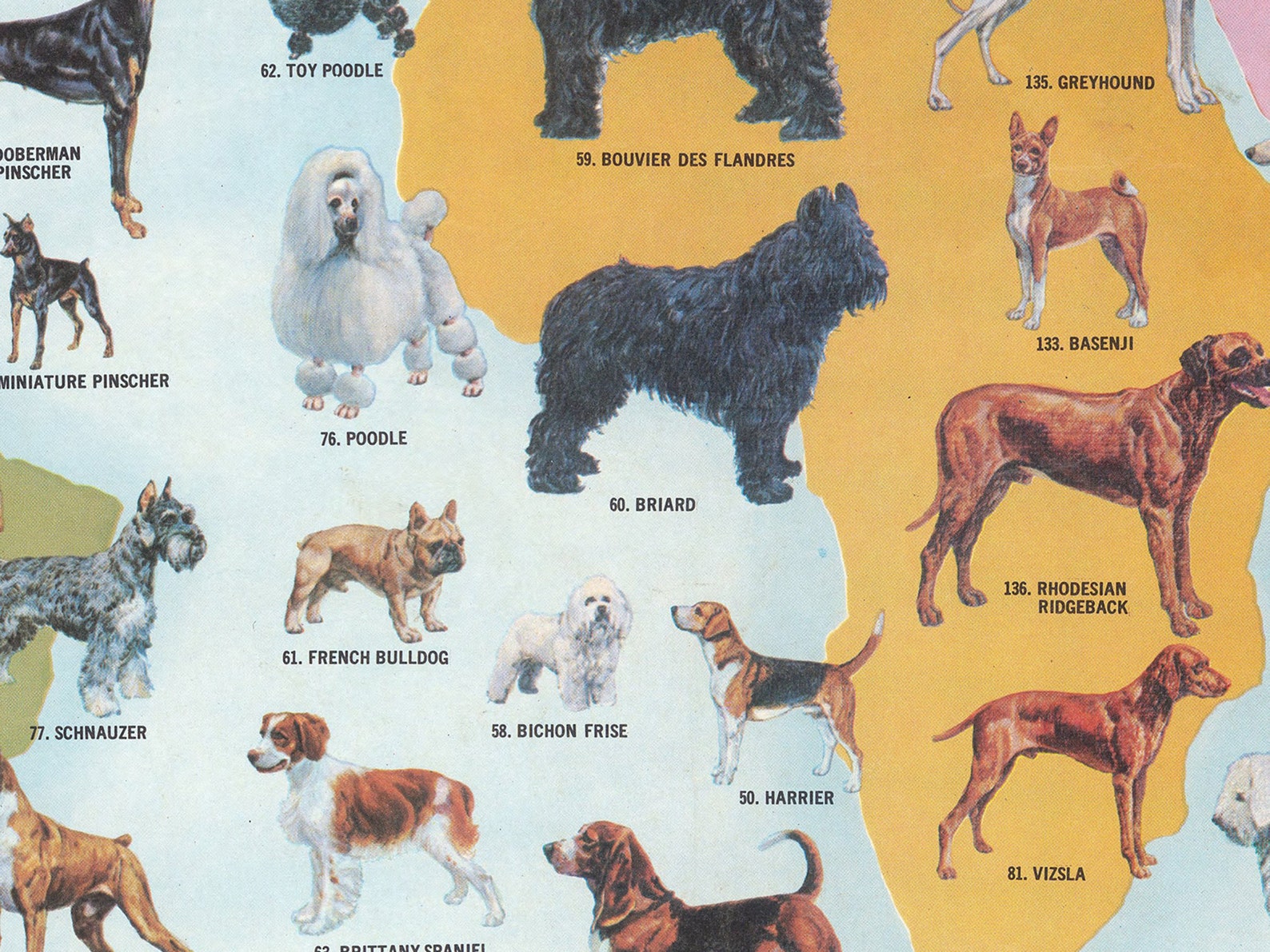 Vintage Dogs and Cats Poster Circa 1973, Illustrated Guide to Dog and ...