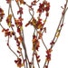 Red Autumn Flower Stem - Etsy