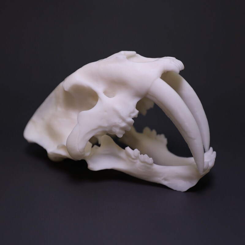 Sabertooth Tiger Models - Etsy