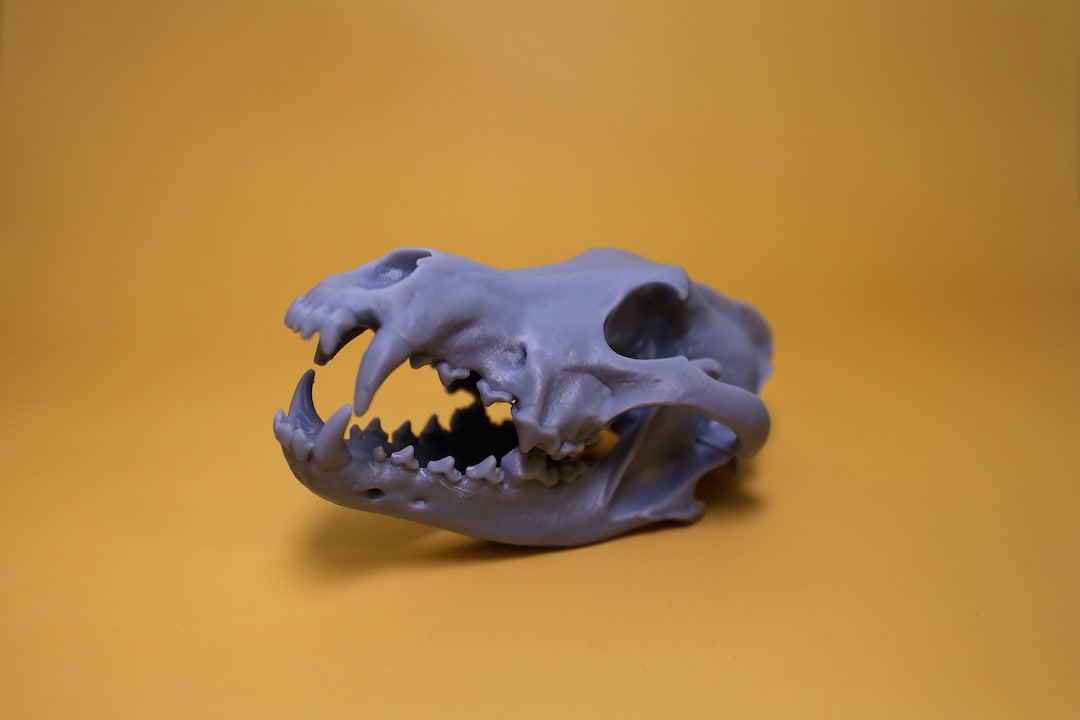 Wolf Skull Realistic Detailed Model | Resin 3D Print | - Multiple Sizes ...