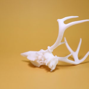 Deer Buck Skull Realistic Detailed Model | Resin 3D Print | - Multiple ...